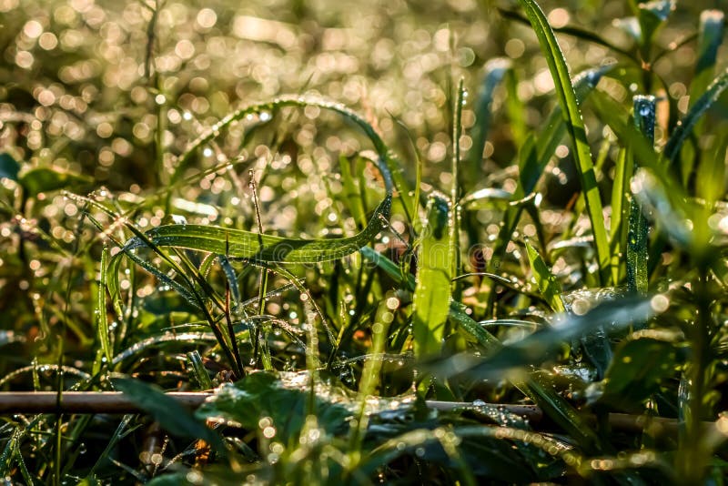 Morning Dew Drop Fall on the Small Green Grass Leaf Close-up Shot in ...