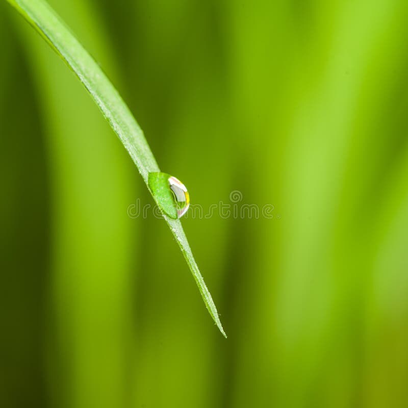 Morning Dew Drop Falling from Fresh Green Grass Stock Photo - Image of ...