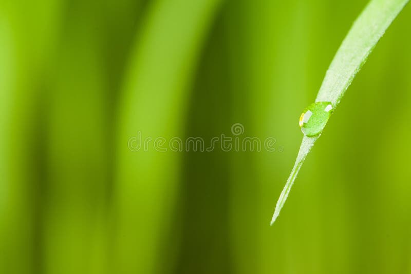 Morning Dew Drop Falling from Fresh Green Grass Stock Photo - Image of ...