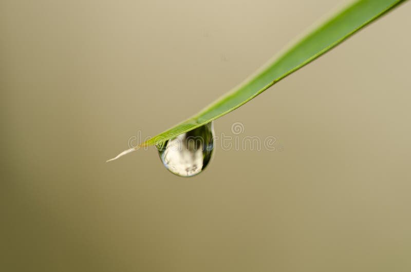 Morning Dew Drop Falling from Green Leaf Stock Image - Image of drop ...