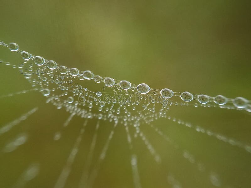 Morning Dew Drop on Spider Web Stock Image - Image of spider, morning ...