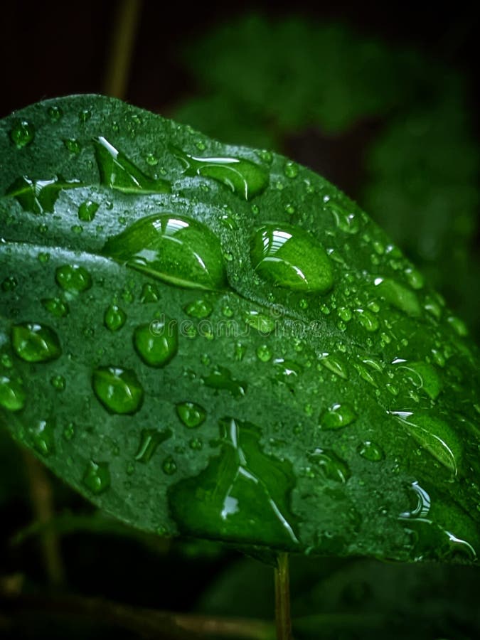 Dew drops stock photo. Image of meadow, climate, drop - 323748504