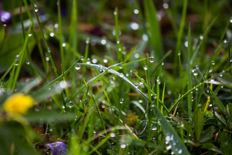 Dew Drops on Fresh Green Grass in Spring Stock Image - Image of beauty ...