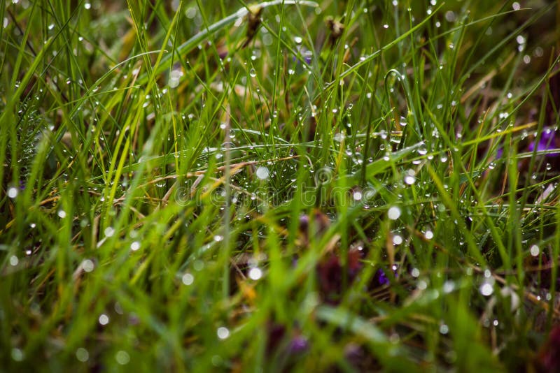 Dew Drops on Fresh Green Grass in Spring Stock Image - Image of field ...