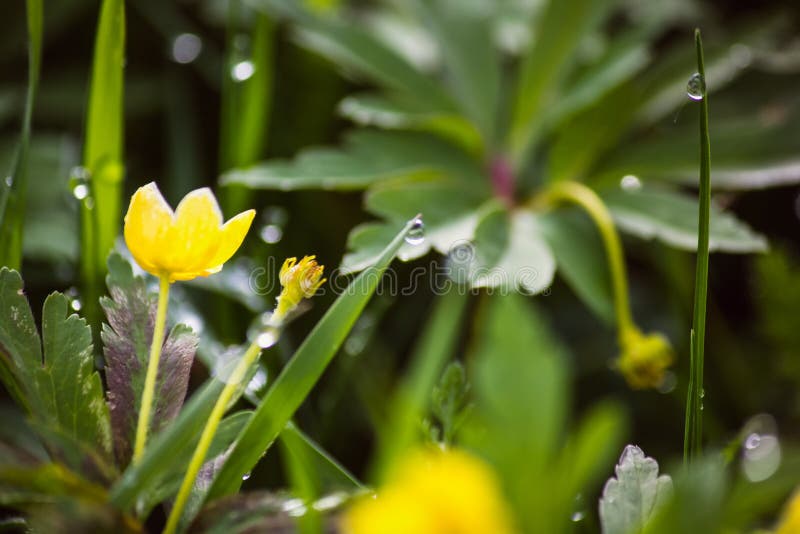 Dew Drops on Fresh Green Grass in Spring Stock Photo - Image of leaf ...