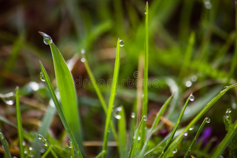 Dew Drops on Fresh Green Grass in Spring Stock Image - Image of fresh ...