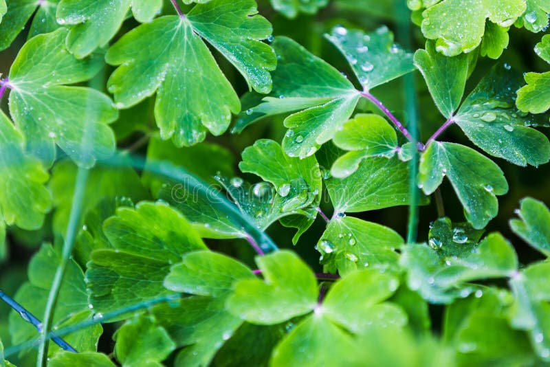Morning Dew Drops on Fresh Vibrant Green Leaves in Spring Stock Photo ...