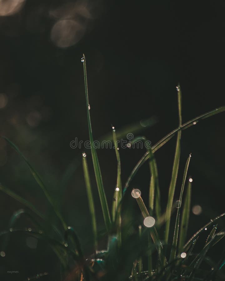 Morning Dew Drops on the Grass Stock Image - Image of night, leaf ...