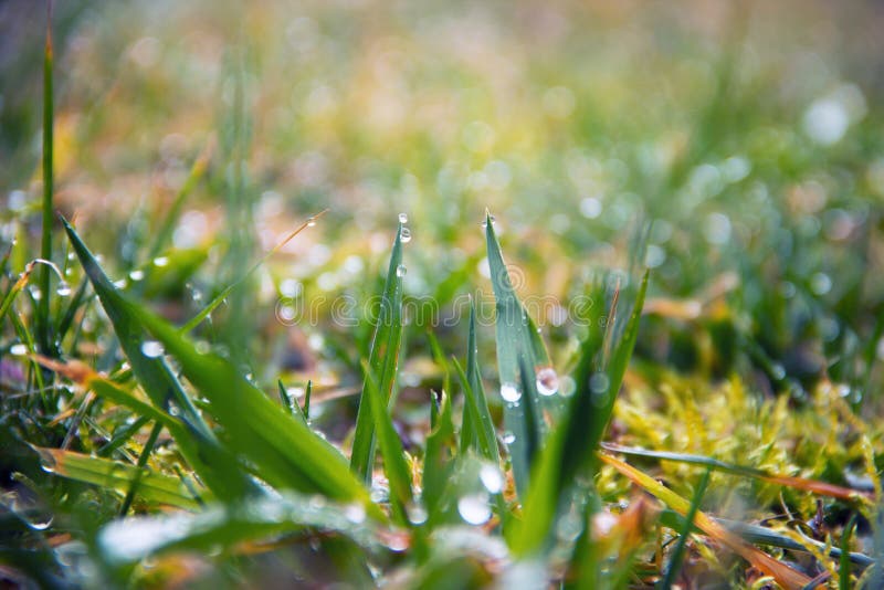 Morning Dew Drops stock image. Image of drops, drop, raindrop - 67586093