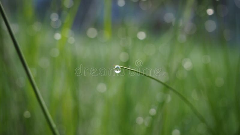 Morning Dew Drops on the Grass a Crisp Swedish Morning Stock Photo ...