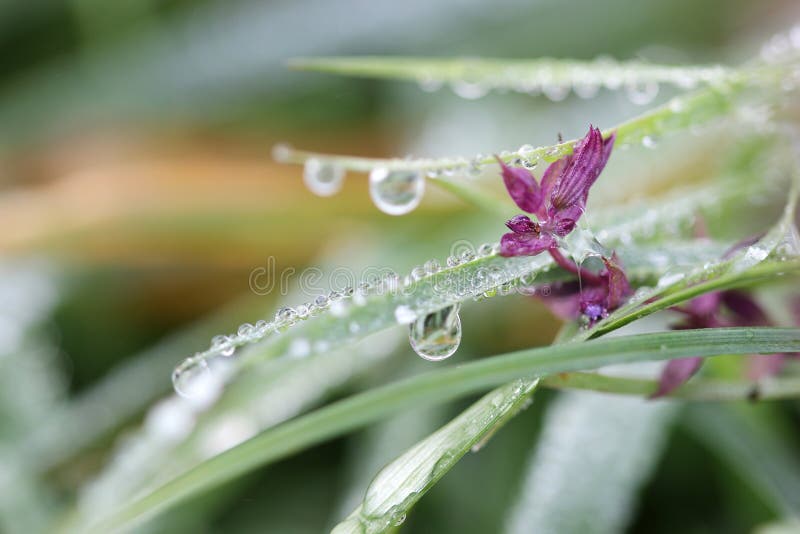 Morning Dew Drops on Grass and Flower Stock Photo - Image of green ...