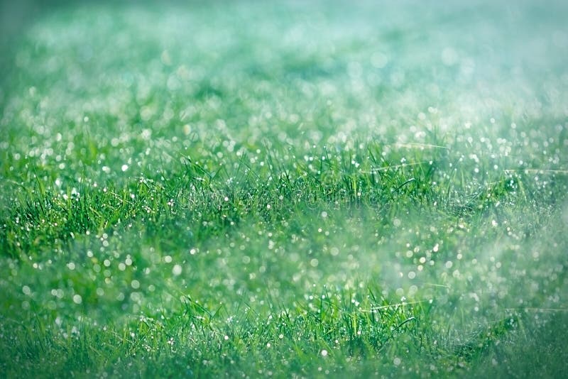 Morning dew drops on grass stock image. Image of meadow - 48850429