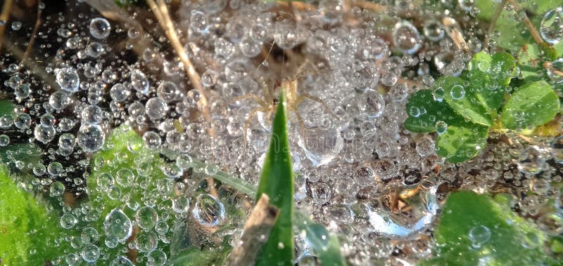 Morning Dew Drops Isolated in Cobwebs. Form a Beautiful Pattern. Macro ...