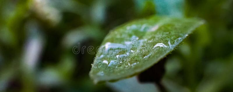 Morning drops 2 stock image. Image of green, drops, morning - 199336947