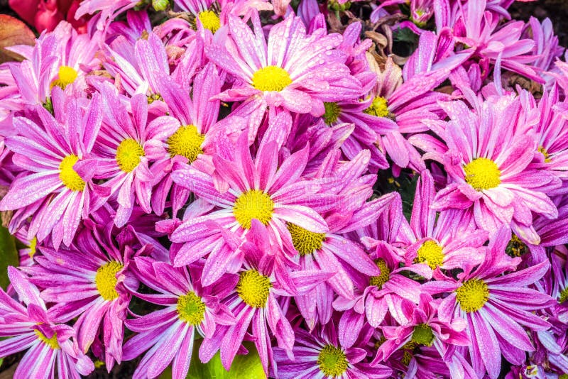 Morning Dew Drops on Pink Flowers. Stock Photo - Image of freshness ...
