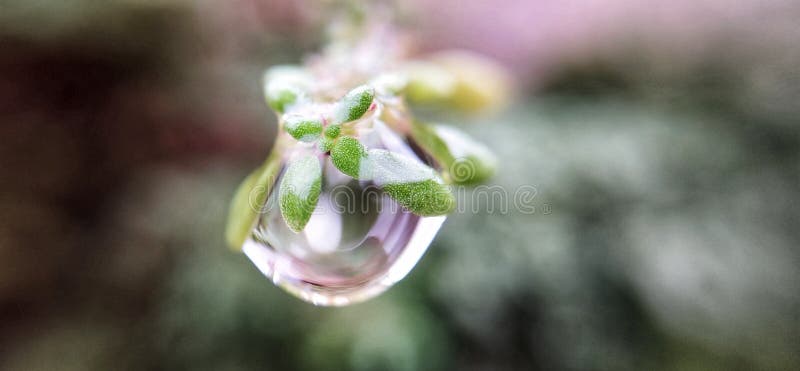 Dew on the Pretty Grass stock photo. Image of branch - 203759278