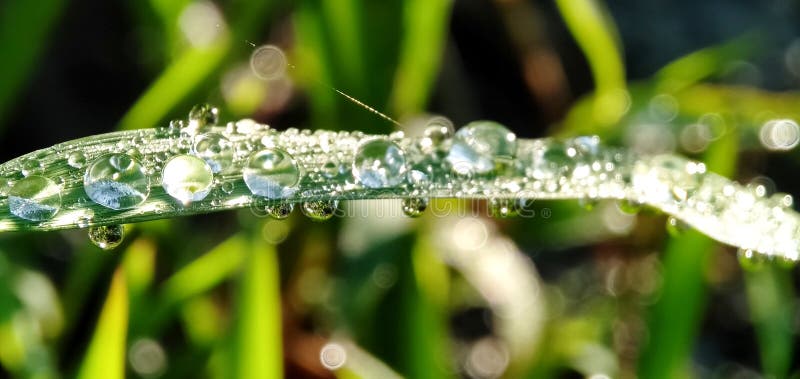 Morning Dew Drops on Rice Leaves in Tropical Rice Fields Sparkling in ...