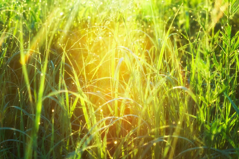 Morning Dew Drops On Spring Grass Stock Image - Image of countryside ...