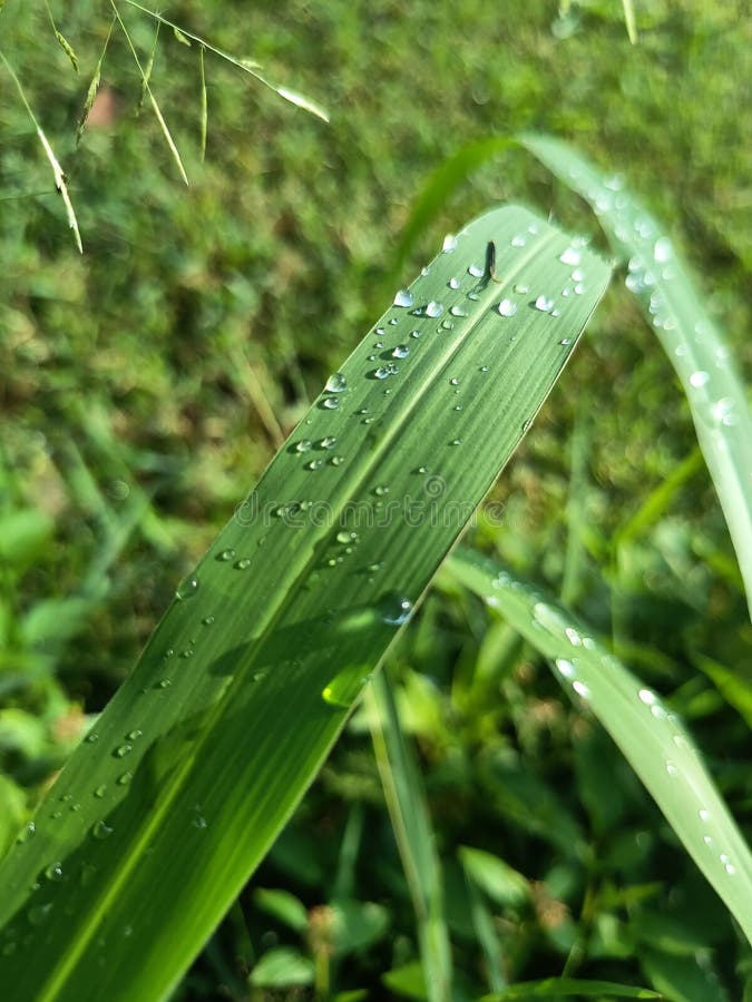 Morning Dew Drops Still Stuck To the Green Grass Stock Photo - Image of ...