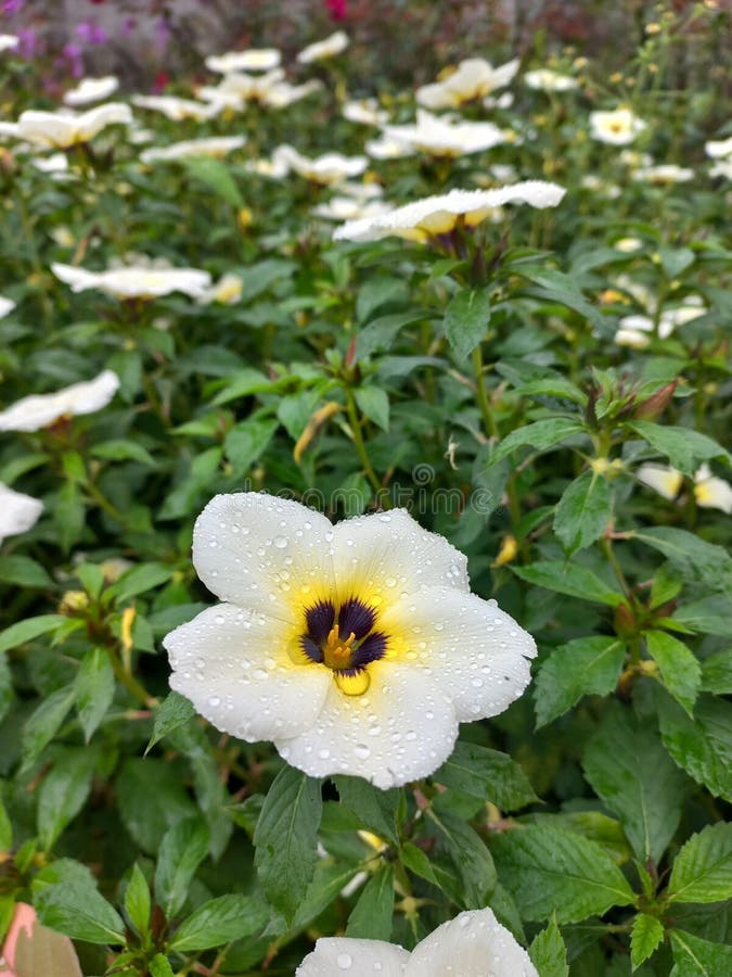 Morning dew flower white stock photo. Image of leaf - 271538256