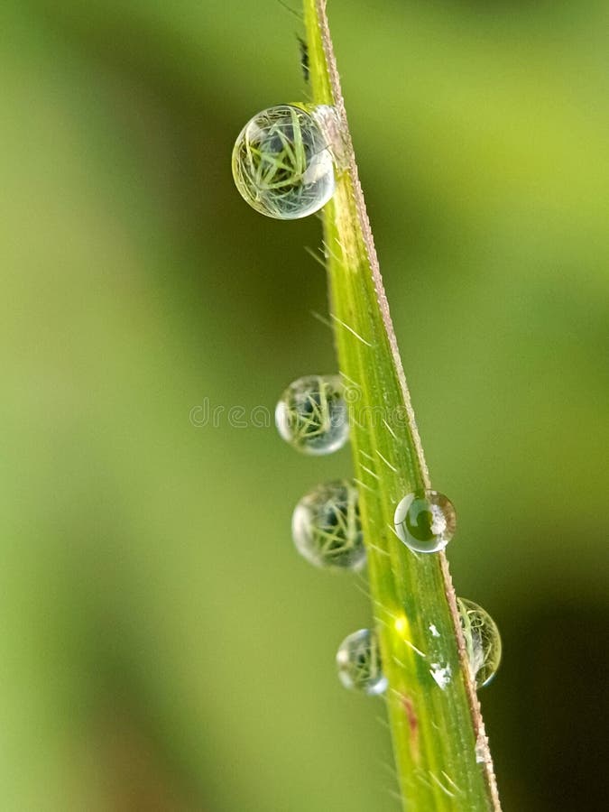 Morning Dew Forms Spherical Droplets on a Grass Blade, Showcasing ...