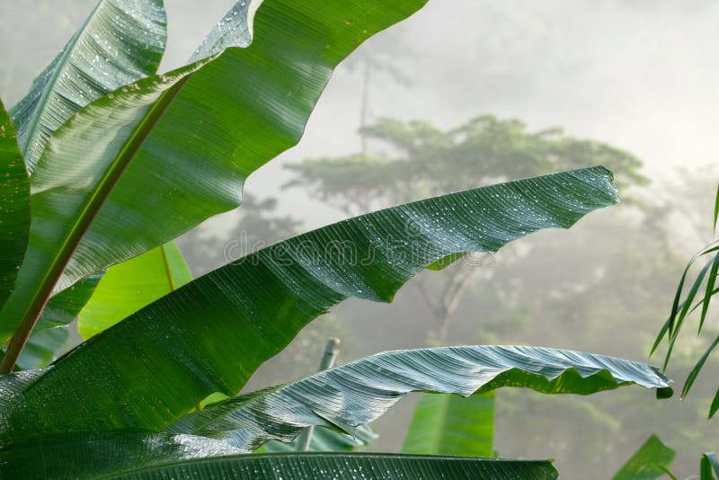 Morning Dew and Golden Sunlight and Trees from the Tropical Rainforest ...