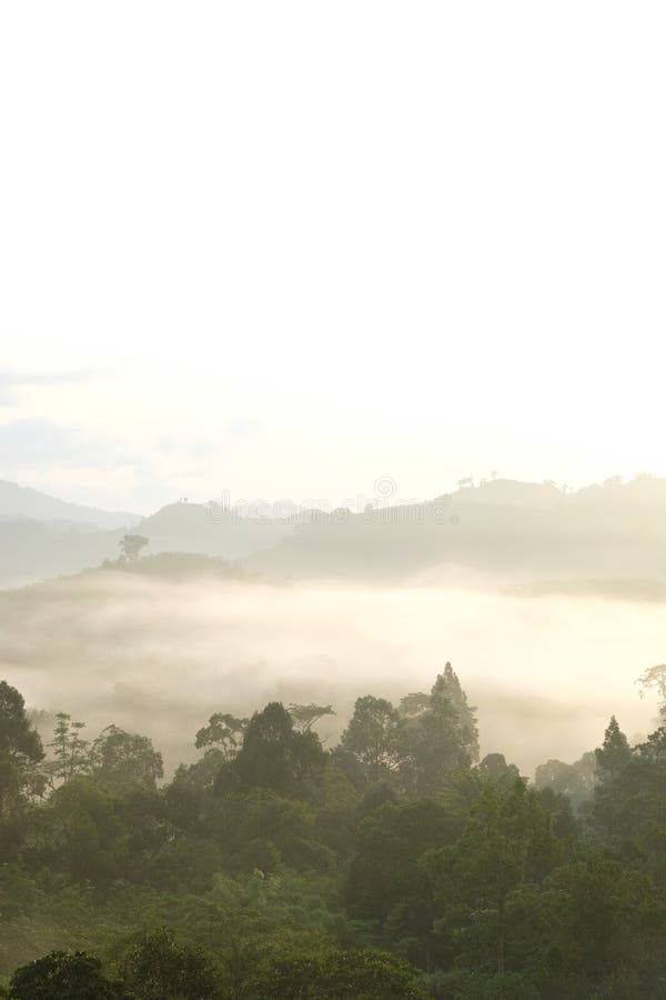 Morning Dew and Golden Sunlight and Trees from the Tropical Rainforest ...
