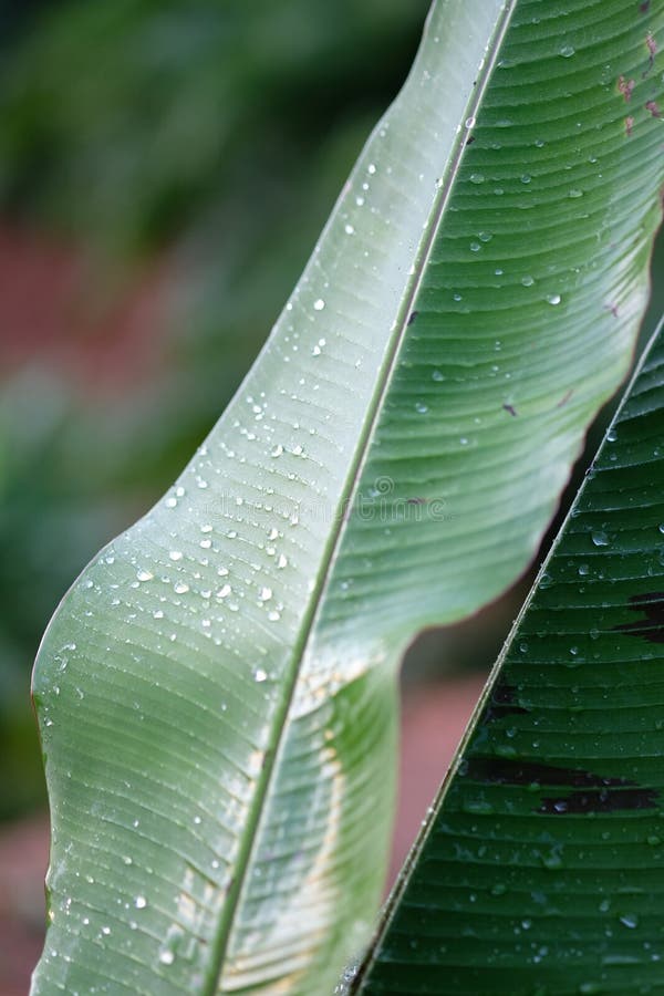 Morning Dew and Golden Sunlight and Trees from the Tropical Rainforest ...