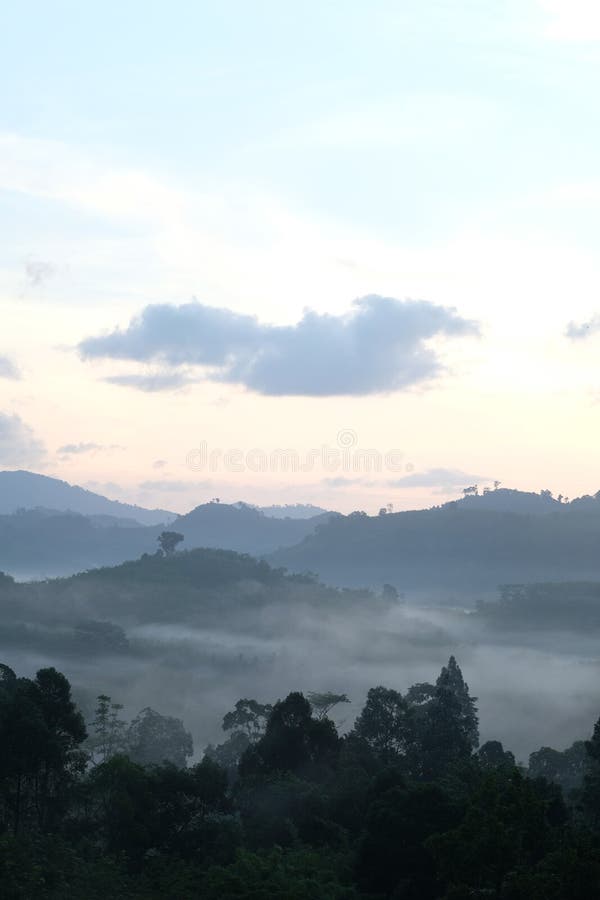 Morning Dew and Golden Sunlight and Trees from the Tropical Rainforest ...