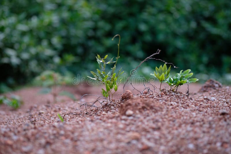 Morning Dew and Golden Sunlight and Trees from the Tropical Rainforest ...