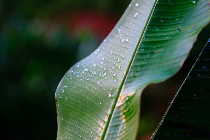 Morning Dew and Golden Sunlight and Trees from the Tropical Rainforest ...