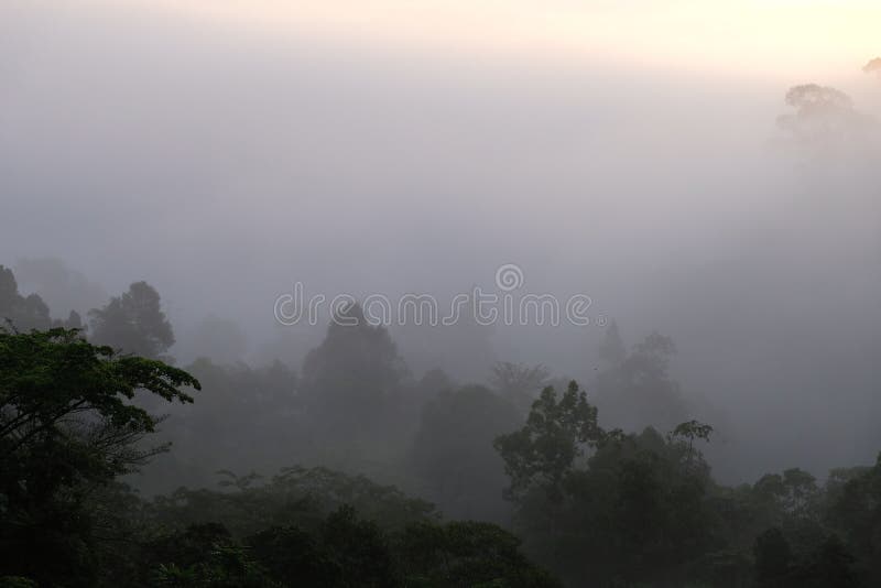 Morning Dew and Golden Sunlight and Trees from the Tropical Rainforest ...