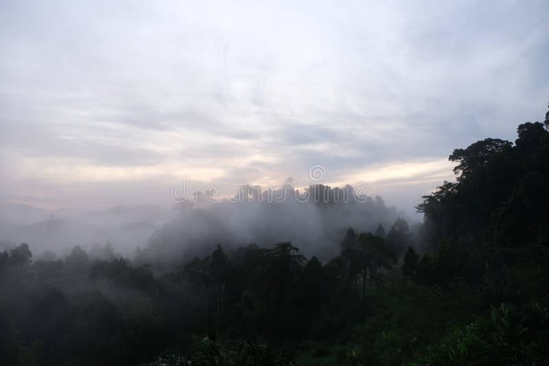 Morning Dew and Golden Sunlight and Trees from the Tropical Rainforest ...