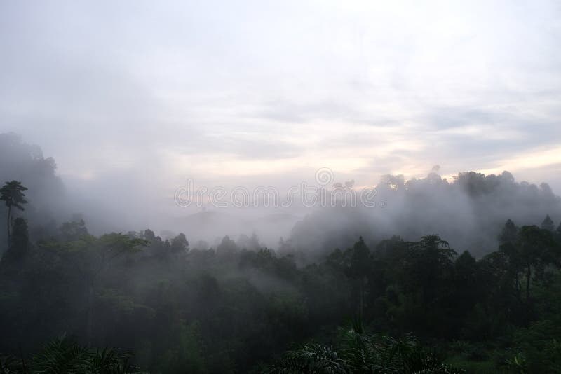 Morning Dew and Golden Sunlight and Trees from the Tropical Rainforest ...
