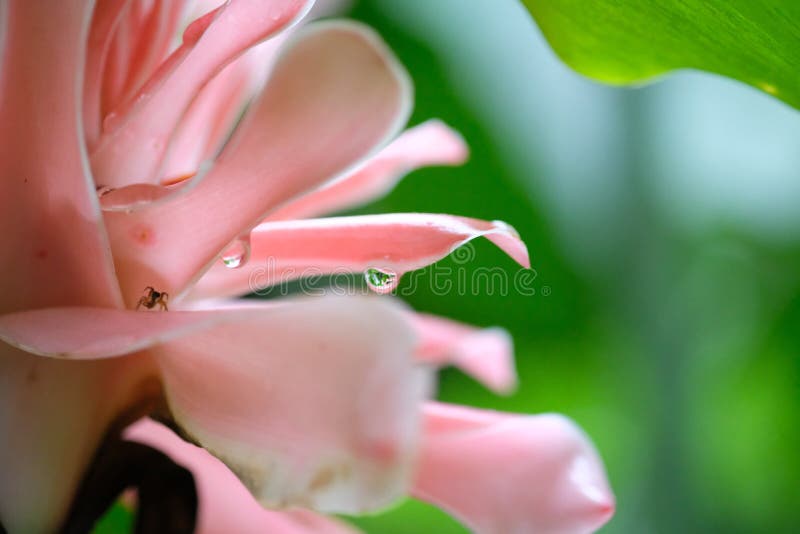 Morning Dew and Golden Sunlight and Trees from the Tropical Rainforest ...