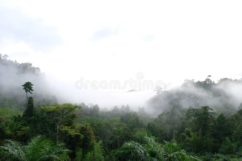Morning Dew and Golden Sunlight and Trees from the Tropical Rainforest ...