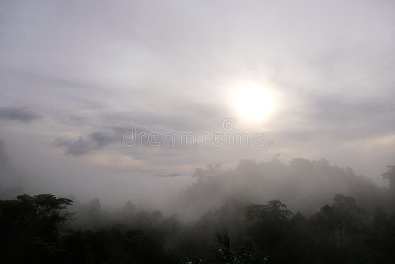 Morning Dew and Golden Sunlight and Trees from the Tropical Rainforest ...