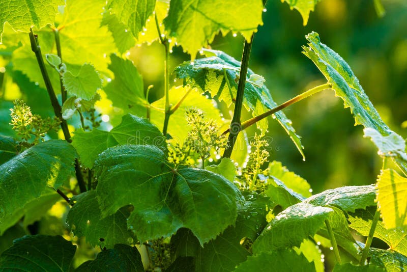 Morning Dew on the Grape Vines at Dawn Stock Photo - Image of spring ...