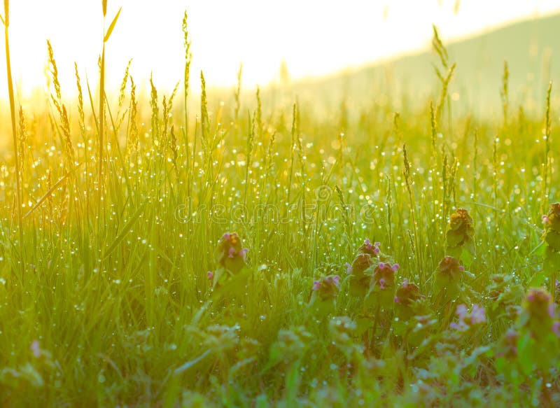 Morning dew on grass stock photo. Image of fertility - 24591816