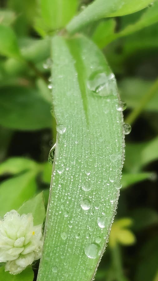 Morning dew in grass stock photo. Image of landscaping - 1817978