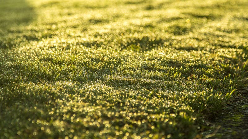 Morning dew in grass stock photo. Image of landscaping - 1817978