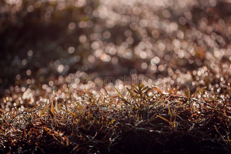 Morning dew in grass stock photo. Image of landscaping - 1817978