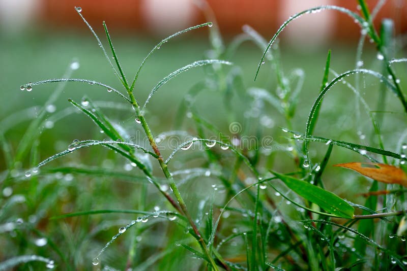 Morning dew stock image. Image of closeup, beginning - 94892625