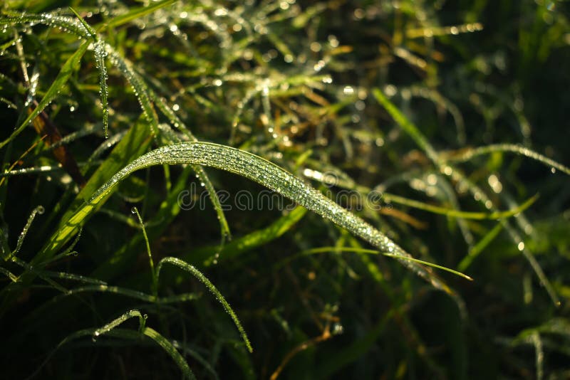 Morning dew in grass stock photo. Image of landscaping - 1817978