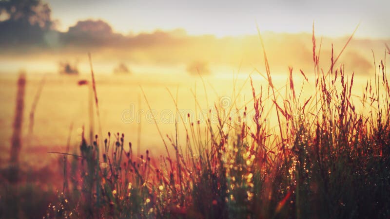 Morning dew in grass stock photo. Image of landscaping - 1817978