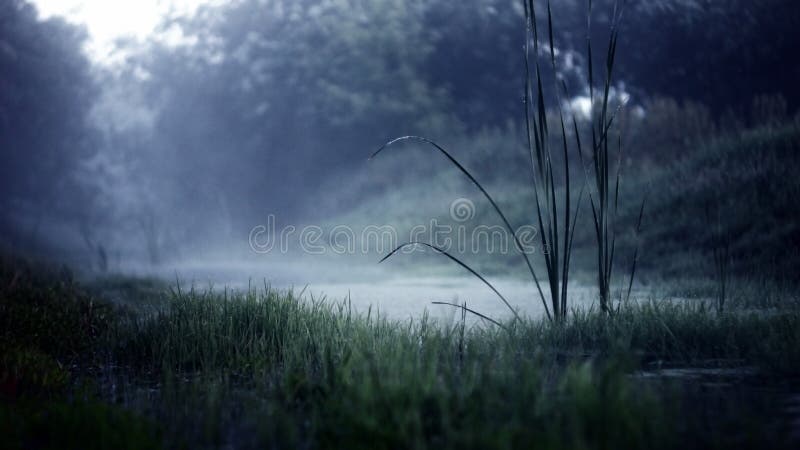 Morning dew in grass stock photo. Image of landscaping - 1817978