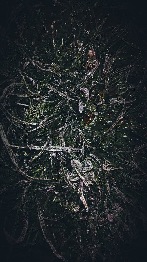 Morning Dew on the Grass Under the Flash Stock Photo - Image of ...