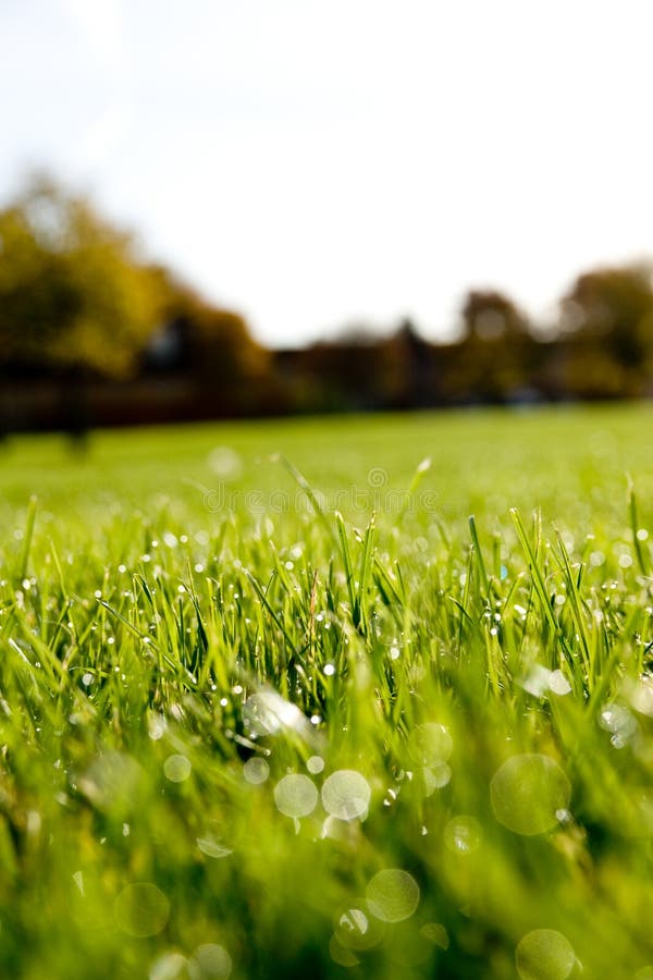 Morning dew on a grassland stock image. Image of pattern - 342655719