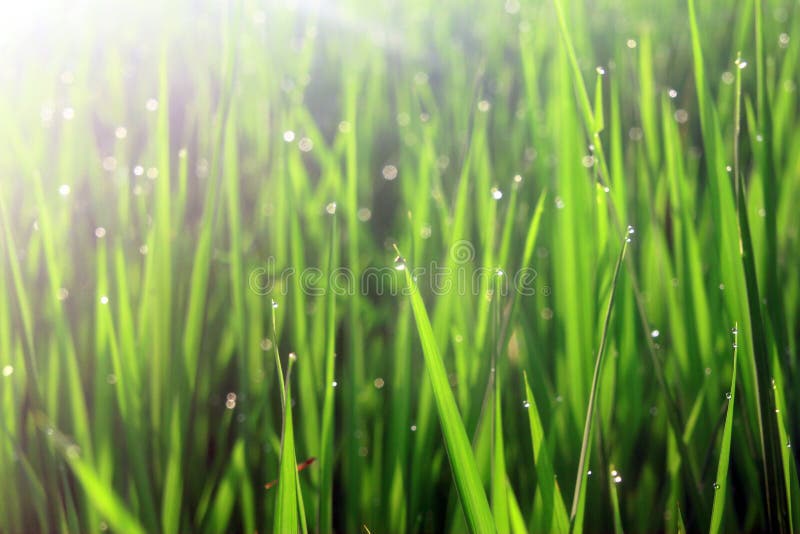 Morning Dew on the Green Sipping a Refreshing Eye Stock Photo - Image ...