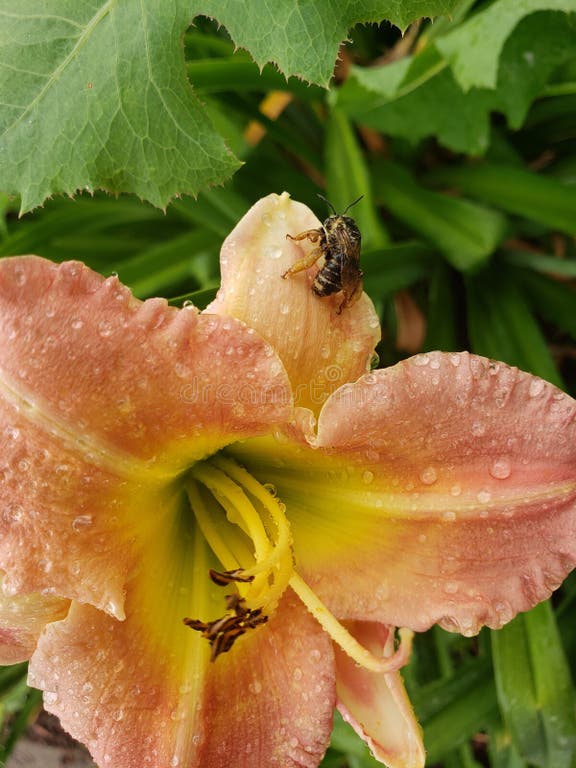 Morning dew honey bee stock image. Image of shrub, petal - 230793509